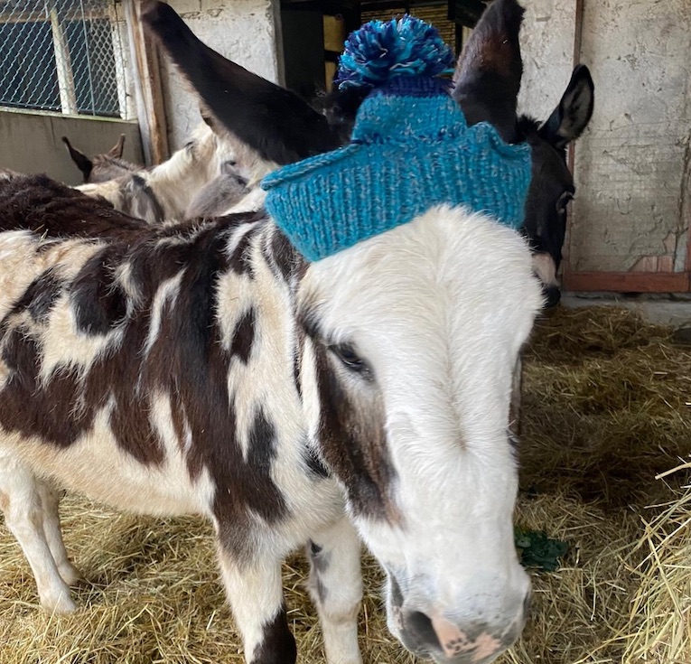 L'asinello Leo e la berrettina in lana di colore azzurro ricevuta in dono